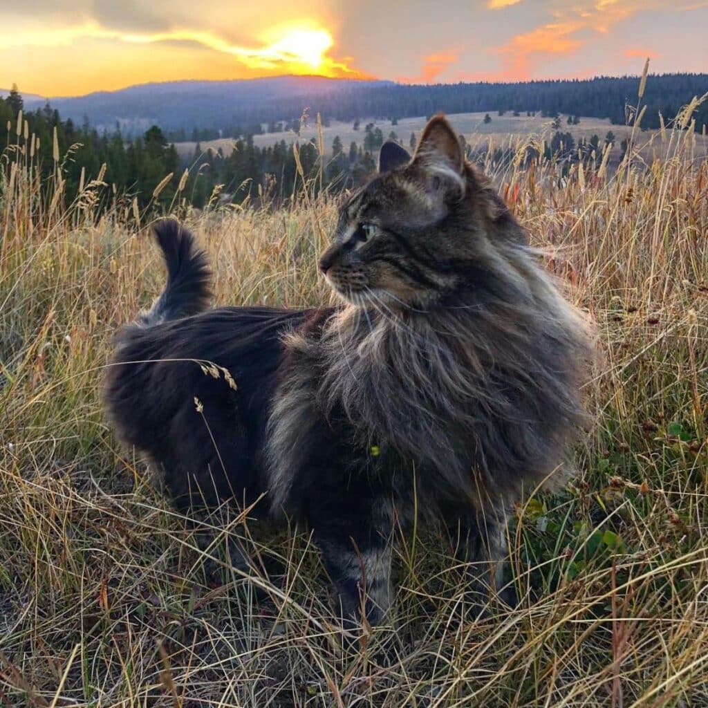 9 Surprising Facts About Maine Coons’ Fur - MaineCoon.org