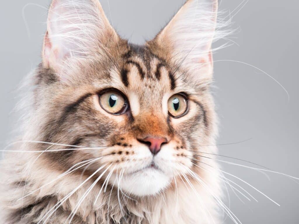 Eyes Comparison: Maine Coon vs. Normal Cat (7 Key Differences ...
