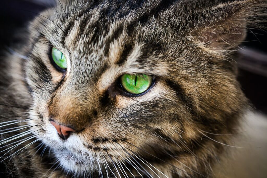 Eyes Comparison: Maine Coon vs. Normal Cat (7 Key Differences ...