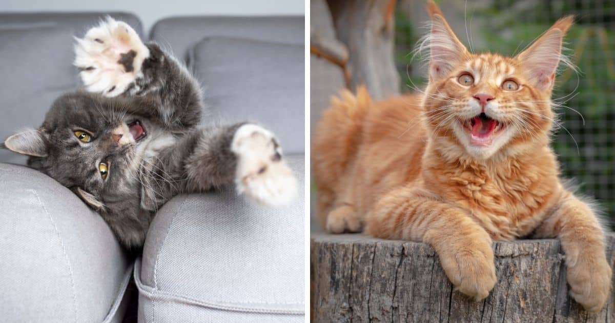 Talking Maine Coon Cat Says ‘How Are You?’ (Sound On) - MaineCoon.org