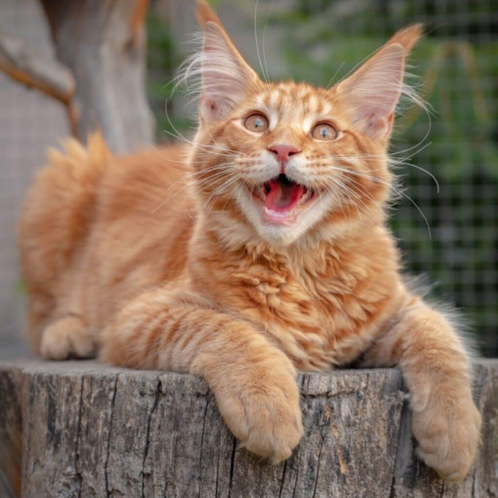 Eyes Comparison: Maine Coon vs. Normal Cat (7 Key Differences ...