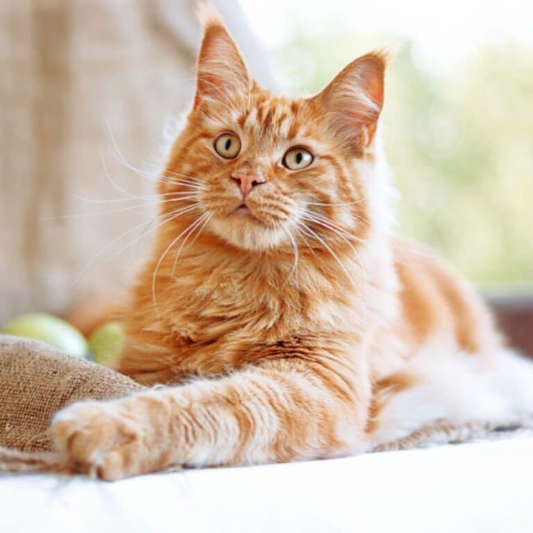 Maine Coon Paws vs Normal Cat Paws (7 Cute Differences) - MaineCoon.org